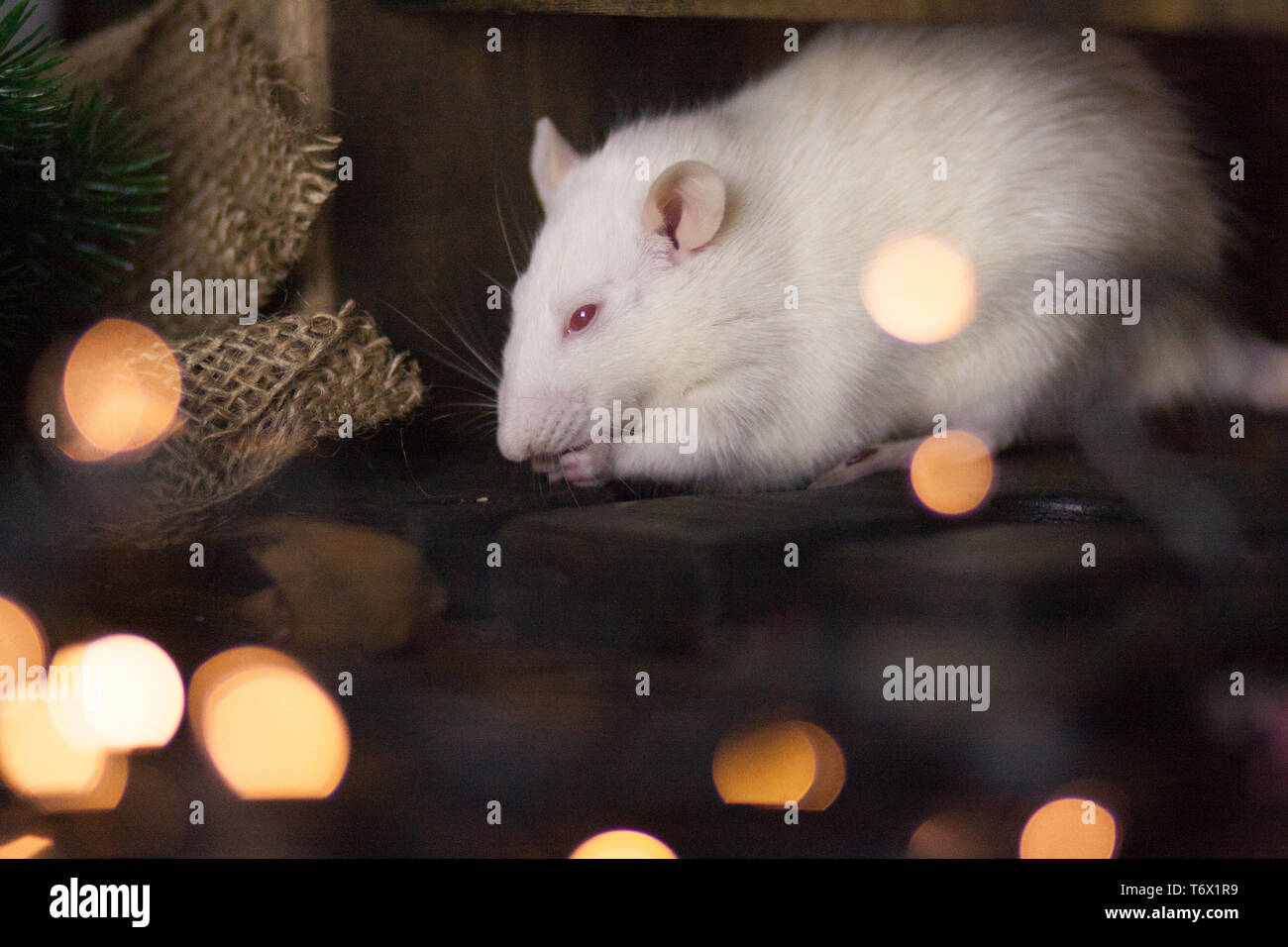 The concept of a mouse thief. White mouse. White rat. Rat thief. Steal ...