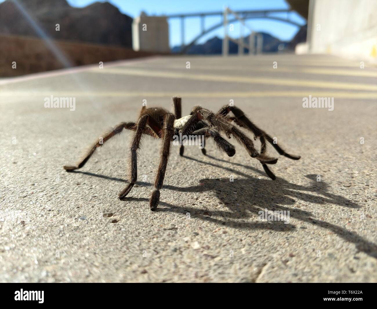 Tarantula in natural habitat, Theraphosidae at hoover dam nevada Stock ...