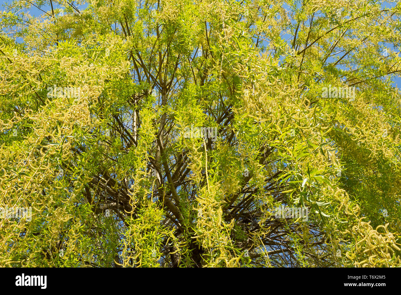 Willow branches young leaves hanging hi-res stock photography and ...