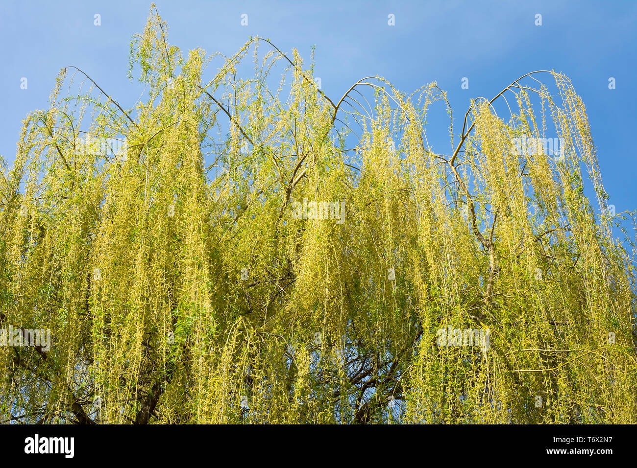 A view of hanging willow branches Stock Photo - Alamy