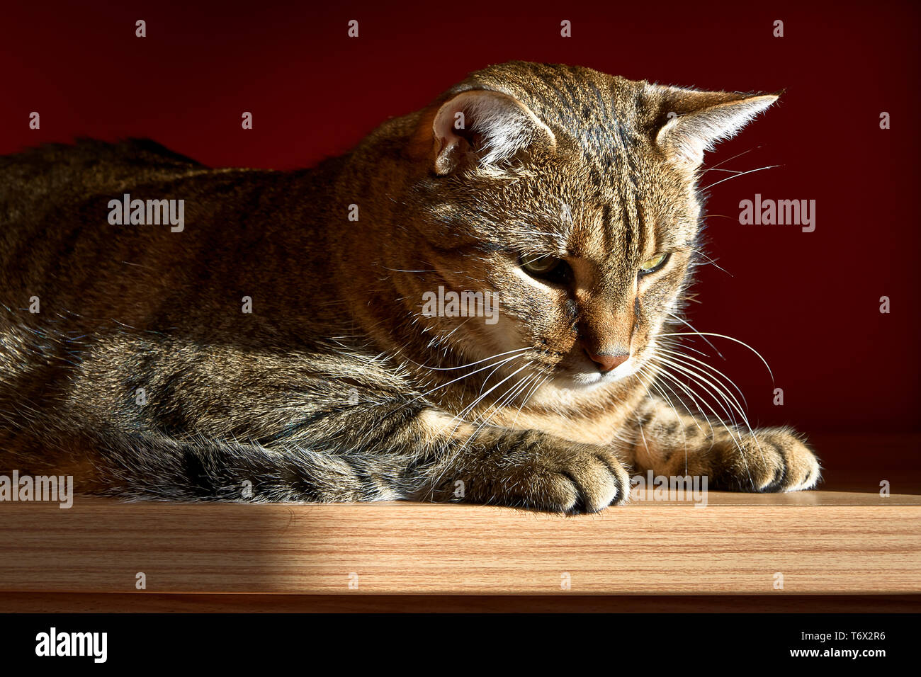 A lazy kitty with green eyes Stock Photo - Alamy