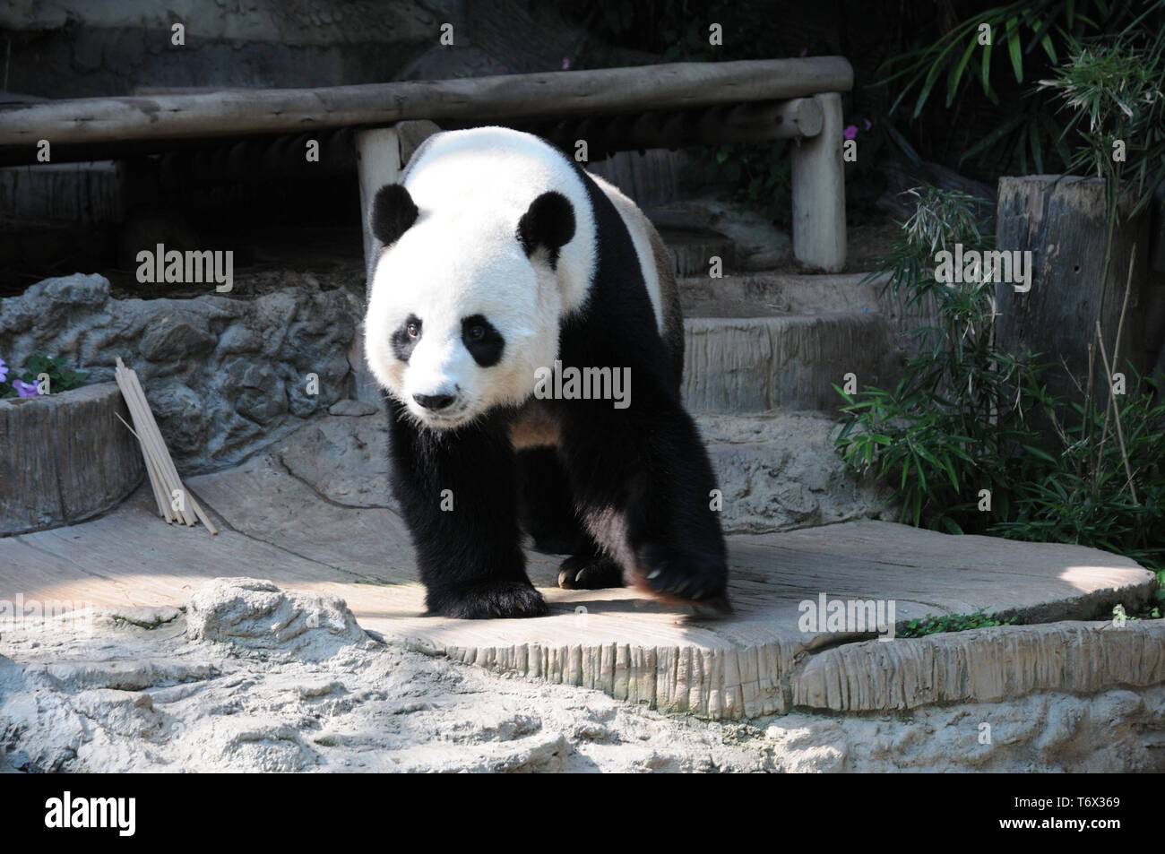 Captive giant panda in its indoor enclosure at Chiang Mai Zoo, Thailand ...