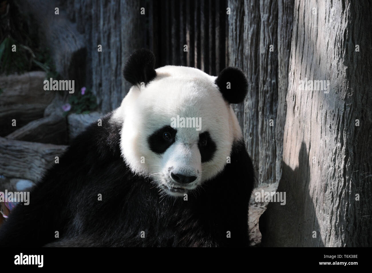 Captive giant panda in its indoor enclosure at Chiang Mai Zoo, Thailand ...