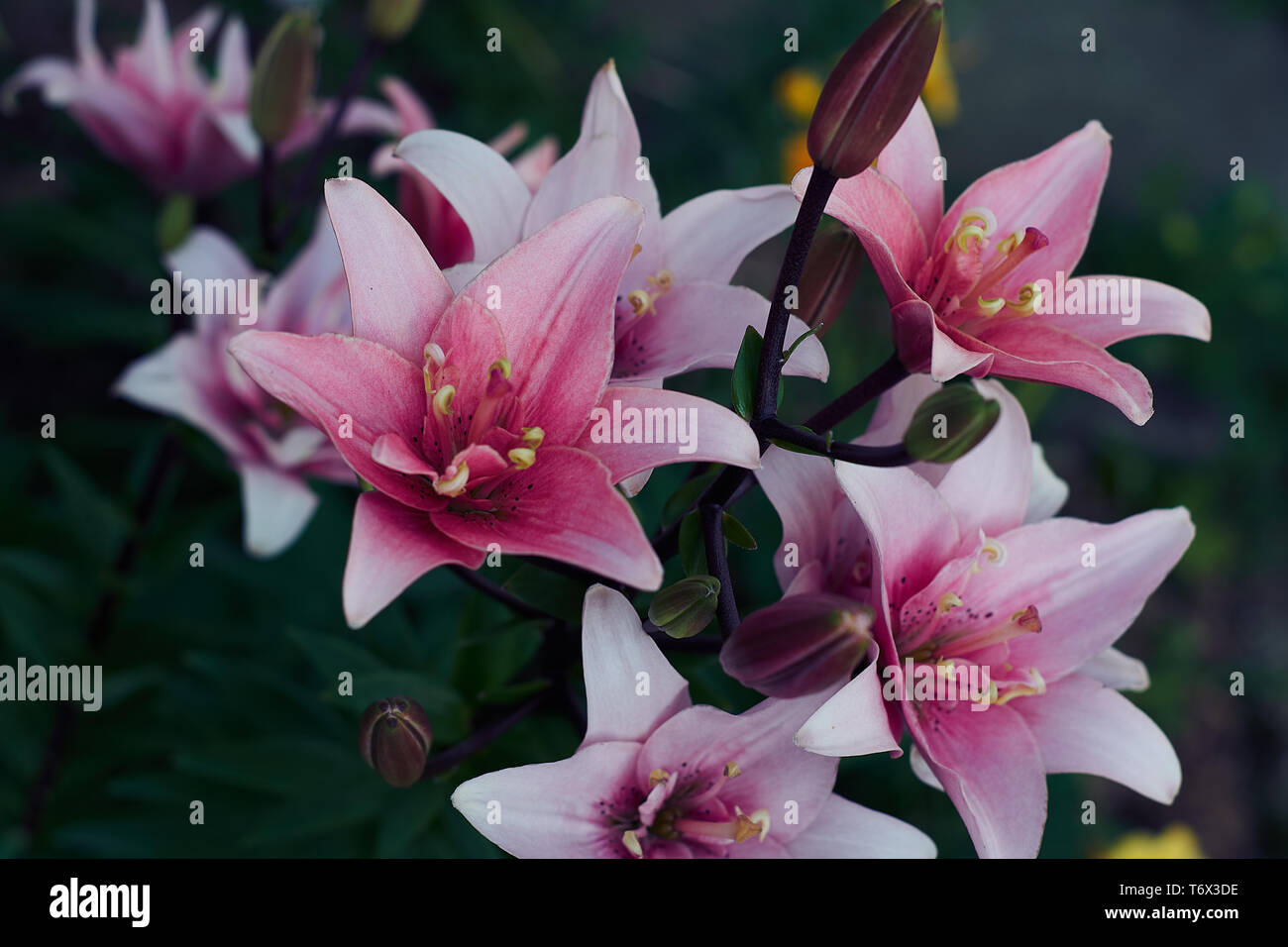 Beautiful pink lily flower in the garden Stock Photo - Alamy