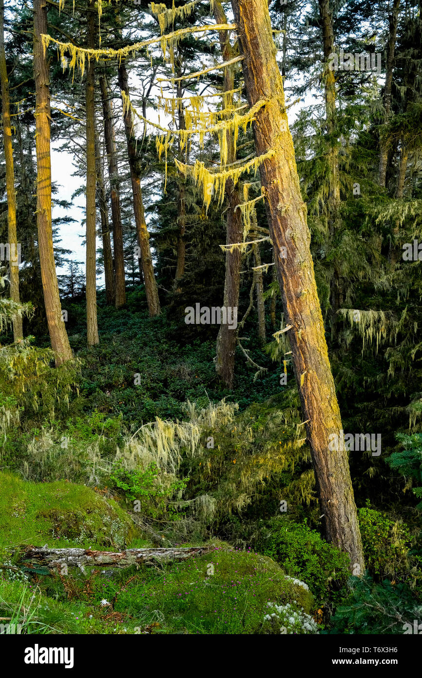 Forest, Pike Point, East Sooke Regional Park, Vancouver Island, British ...