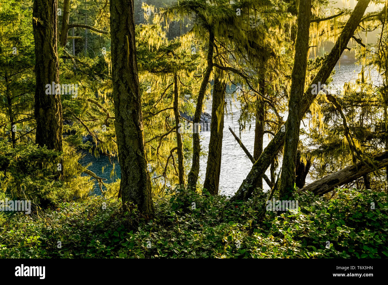 Forest, Pike Point, East Sooke Regional Park, Vancouver Island, British ...