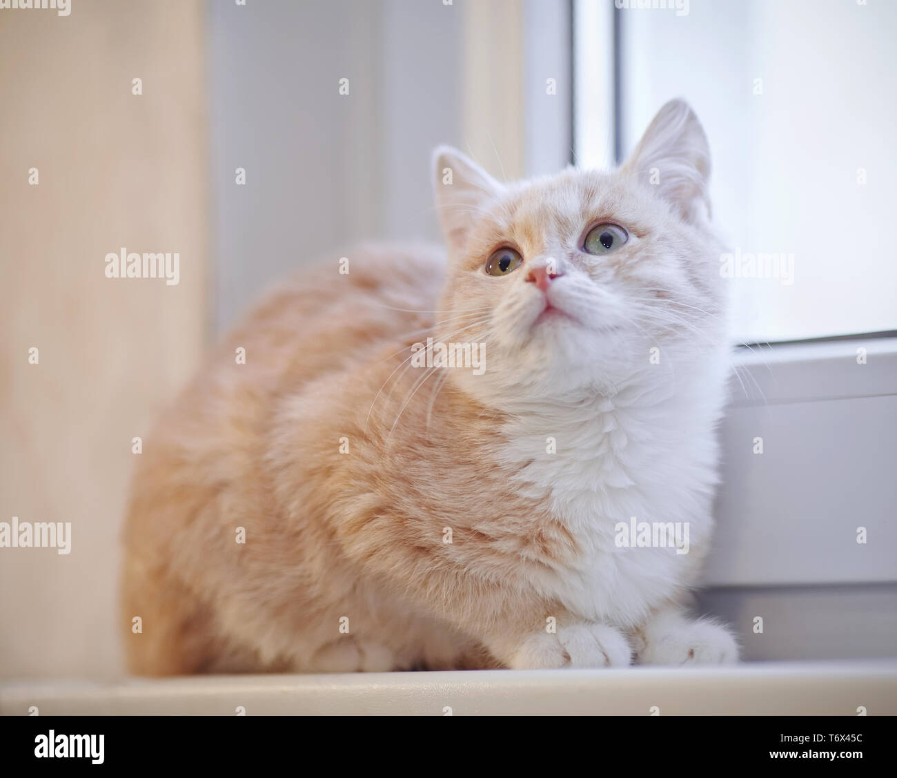 Red tabby kitten with white paws on the windowsill Stock Photo - Alamy