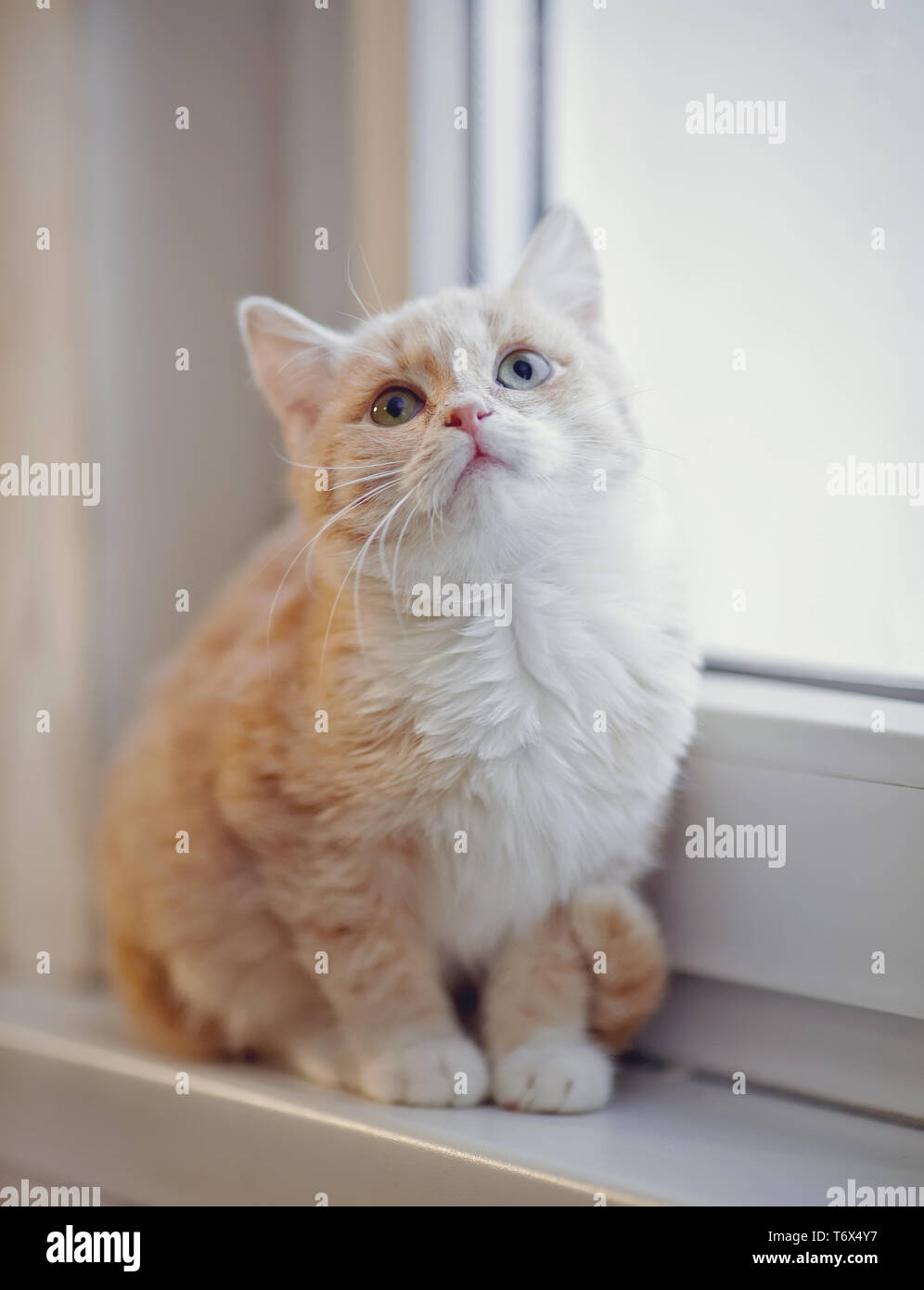 Light Beige Cat
