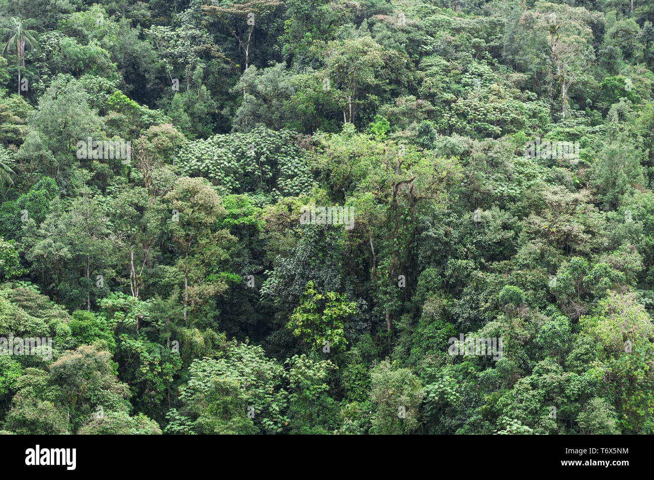 Ecuador rainforest plant hi-res stock photography and images - Alamy