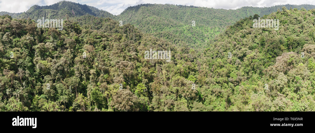 Panorama of tropical rainforest in Ecuador Stock Photo - Alamy
