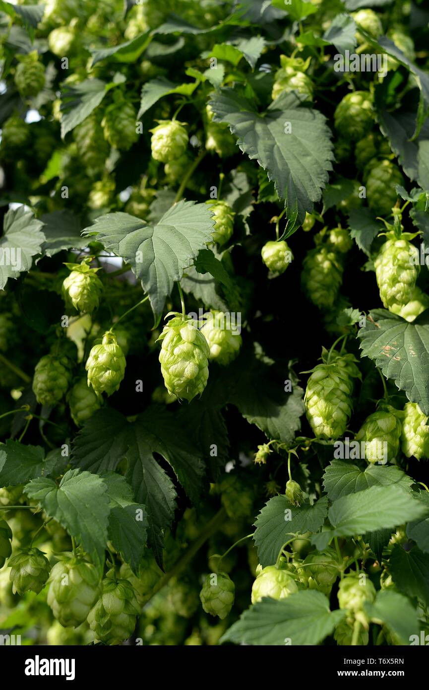 hops blossom, umbels Stock Photo - Alamy