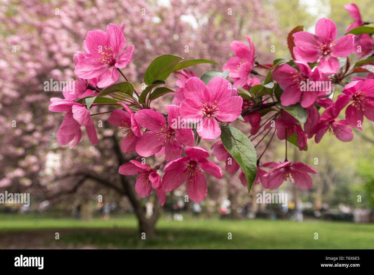 Prairie fire crabapple tree blossoms are beautiful in Madison Square ...