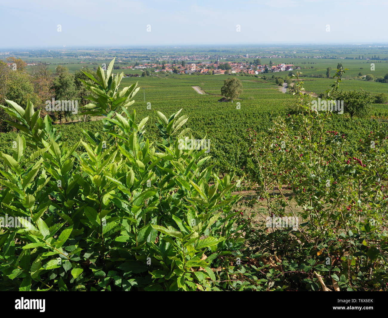 Green germany hi-res stock photography and images - Alamy