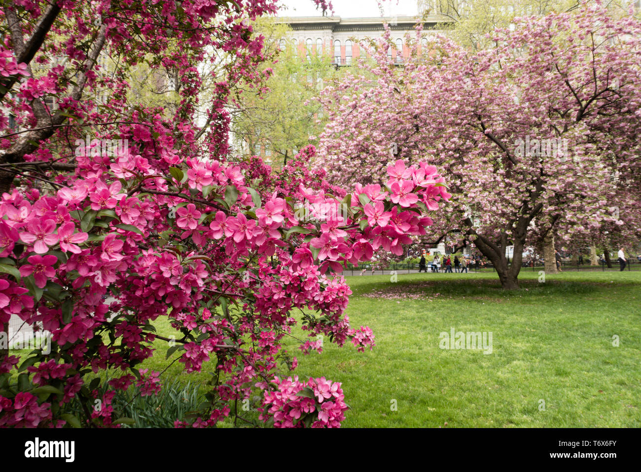 Prairie fire crabapple tree hi-res stock photography and images - Alamy