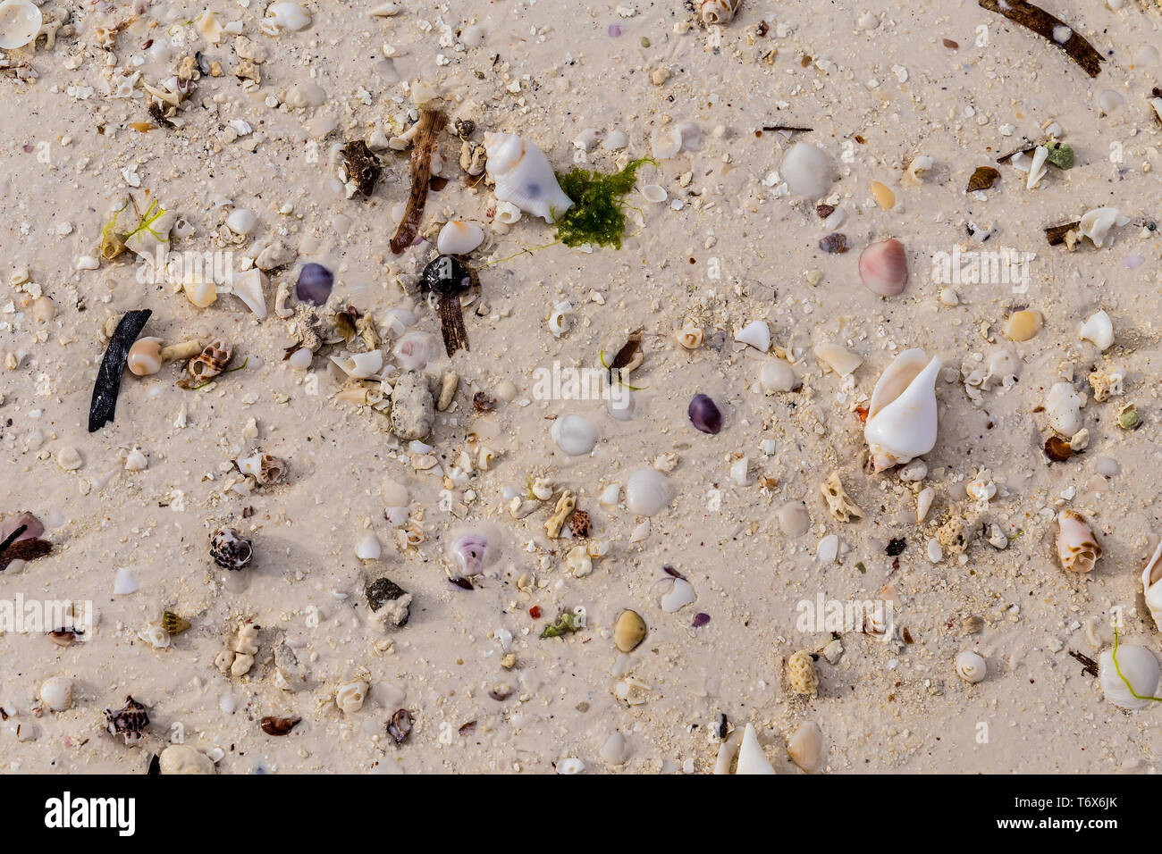 Broken shell on beach stones hi-res stock photography and images - Alamy