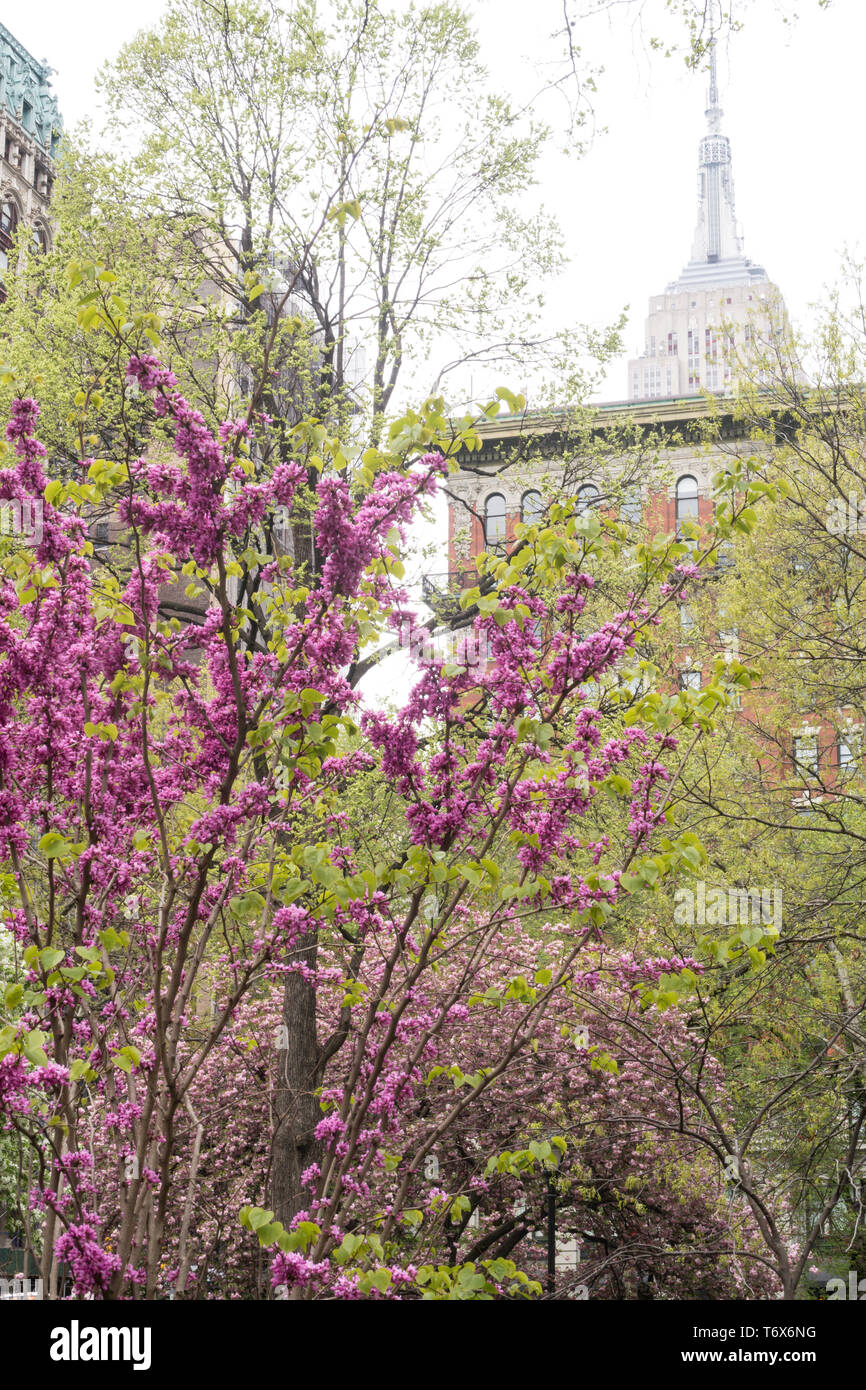 Madison Square Park in Springtime with the Empire State Building in ...