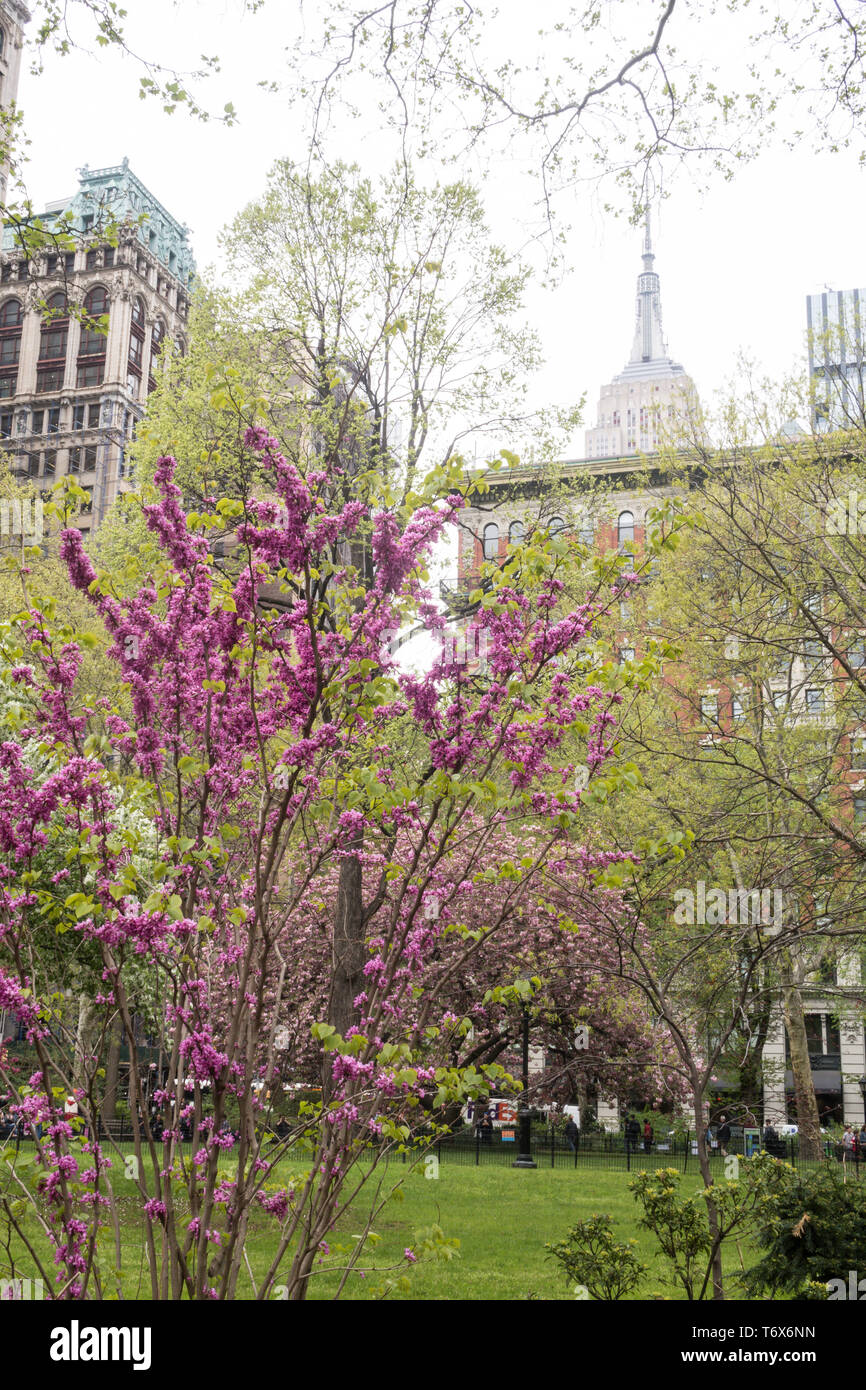 Madison Square Park in Springtime with the Empire State Building in ...