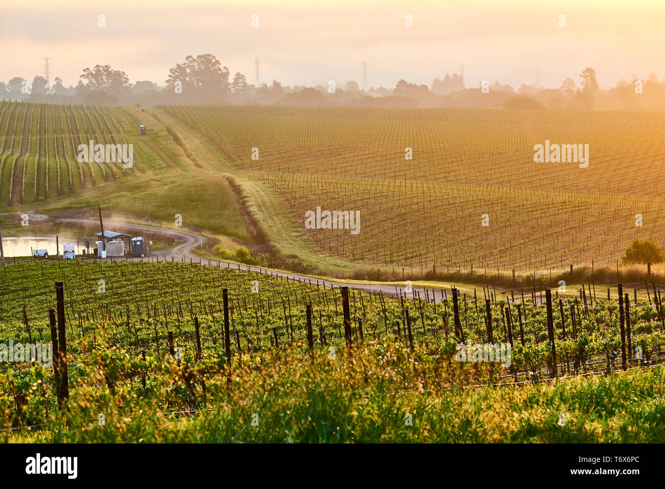 Napa valley vineyards sunrise hi-res stock photography and images - Alamy