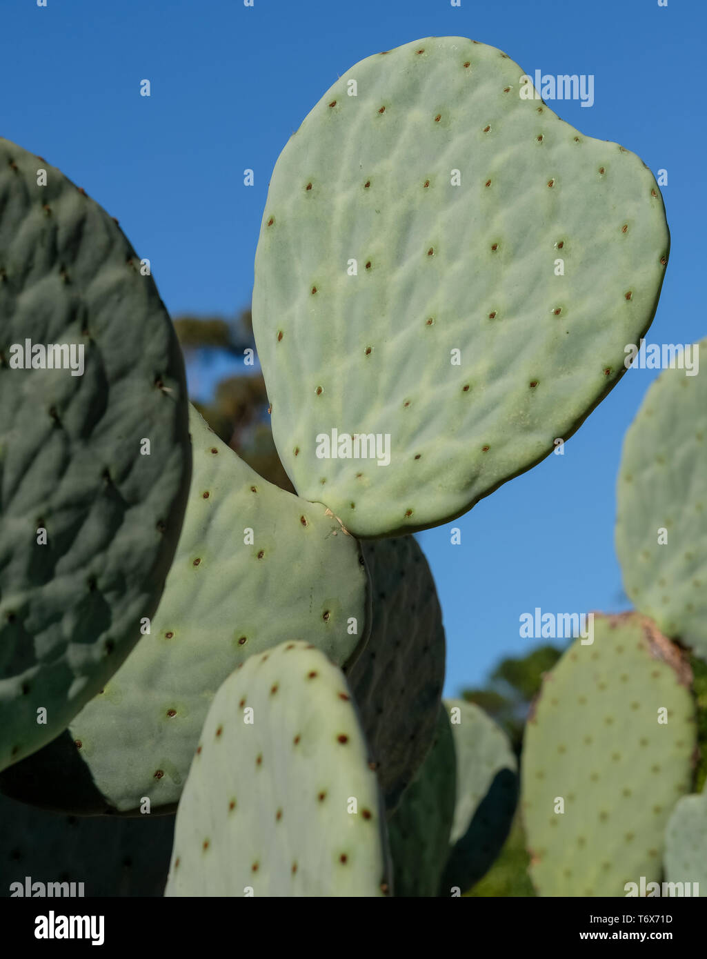 Cactus leaf in the shape of a heart. Photographed at Babylonstoren ...