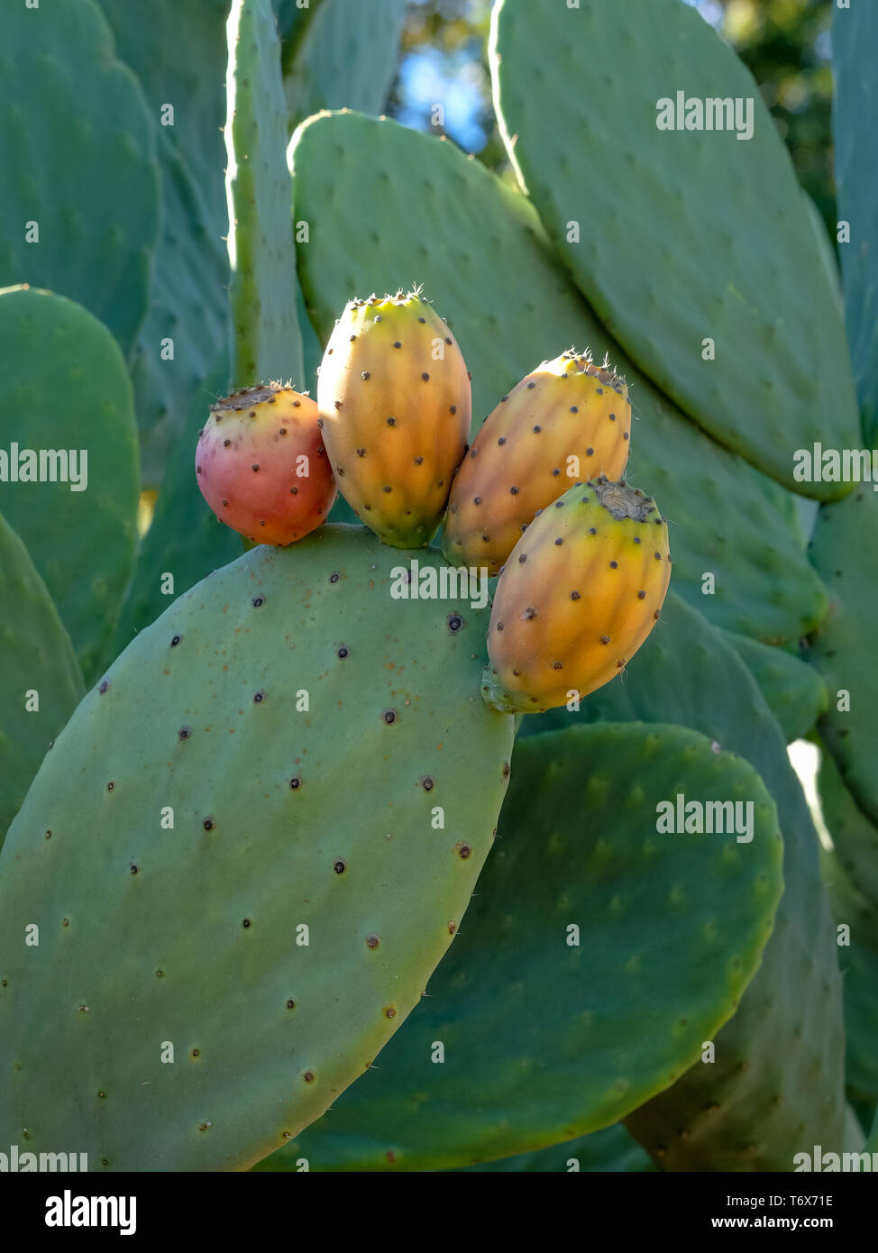 Cactus leaf with fruit. Photographed at Babylonstoren, Franschhoek ...
