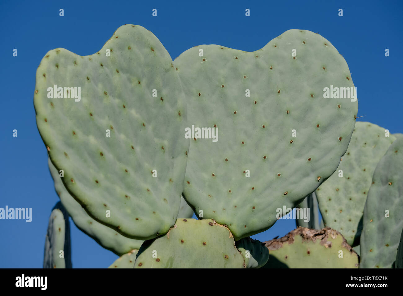 Heart shaped cactus plant hi-res stock photography and images - Alamy