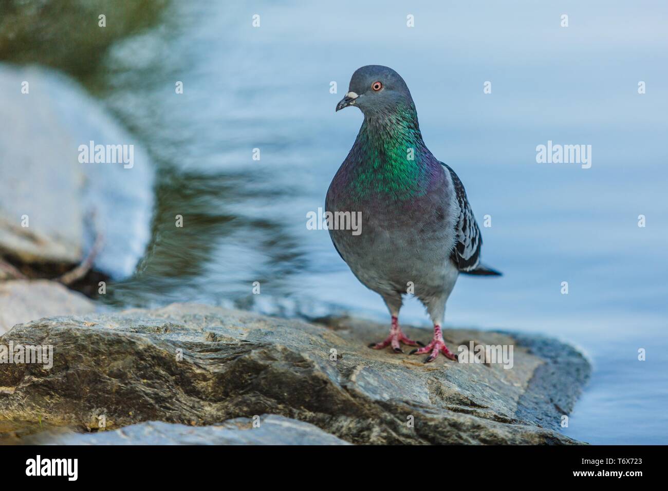 Purple green and blue grey bird hi-res stock photography and images - Alamy