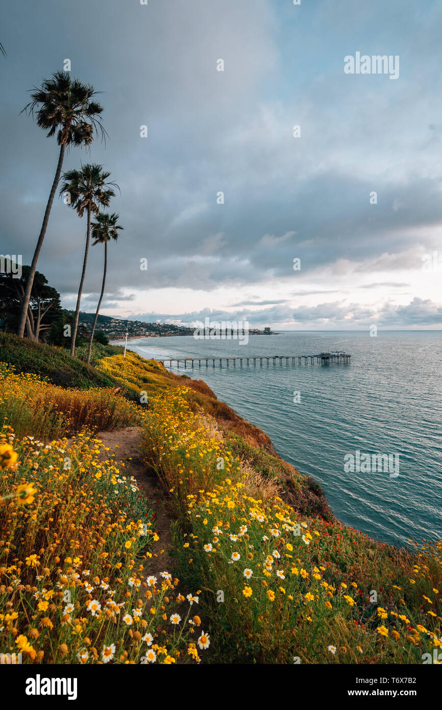 Flowers and view of Scripps Pier at sunset in La Jolla, San Diego ...