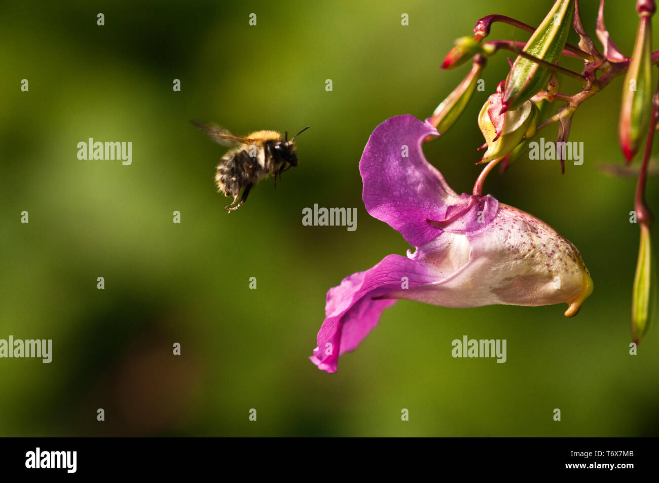 Common Carder visiting a Himalayan Balsam plant along the banks of the ...