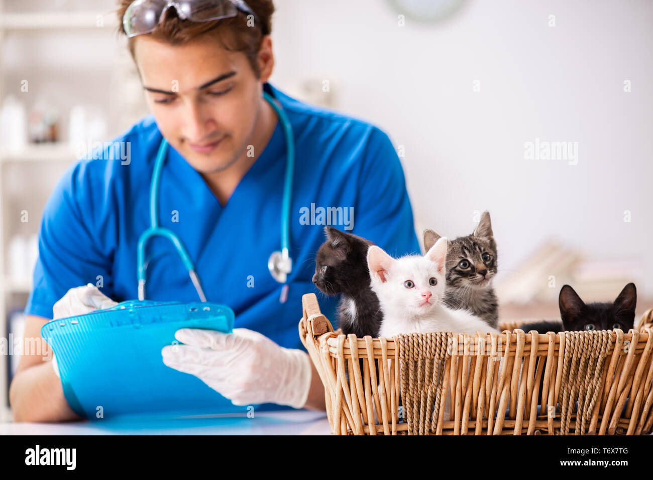 Vet doctor examining kittens in animal hospital Stock Photo - Alamy