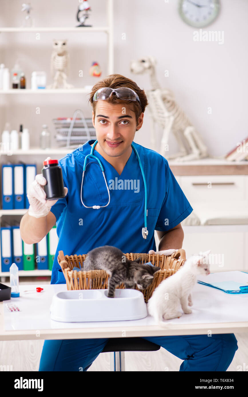 Vet doctor examining kittens in animal hospital Stock Photo - Alamy