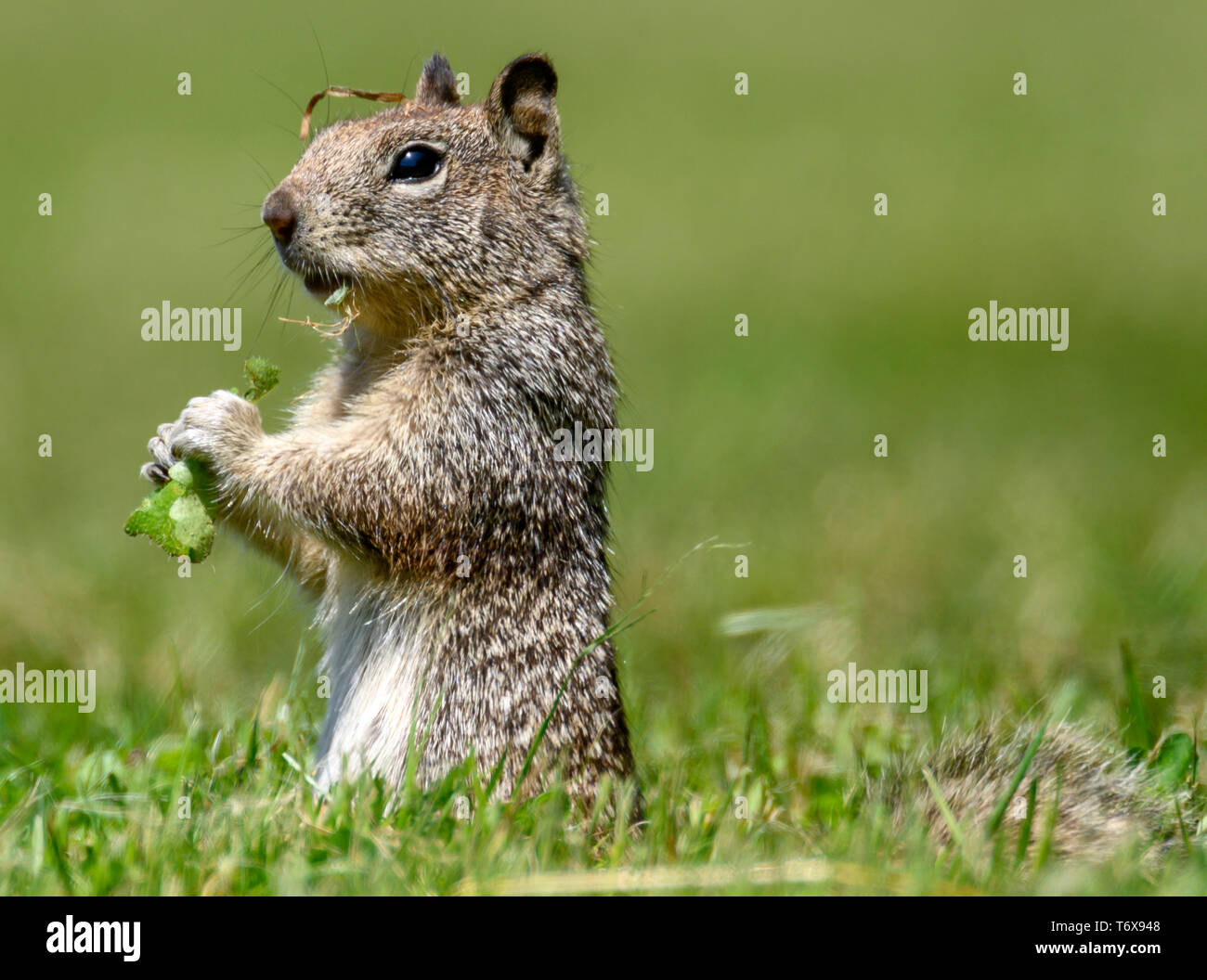 Squirrel elkton oregon hi-res stock photography and images - Alamy