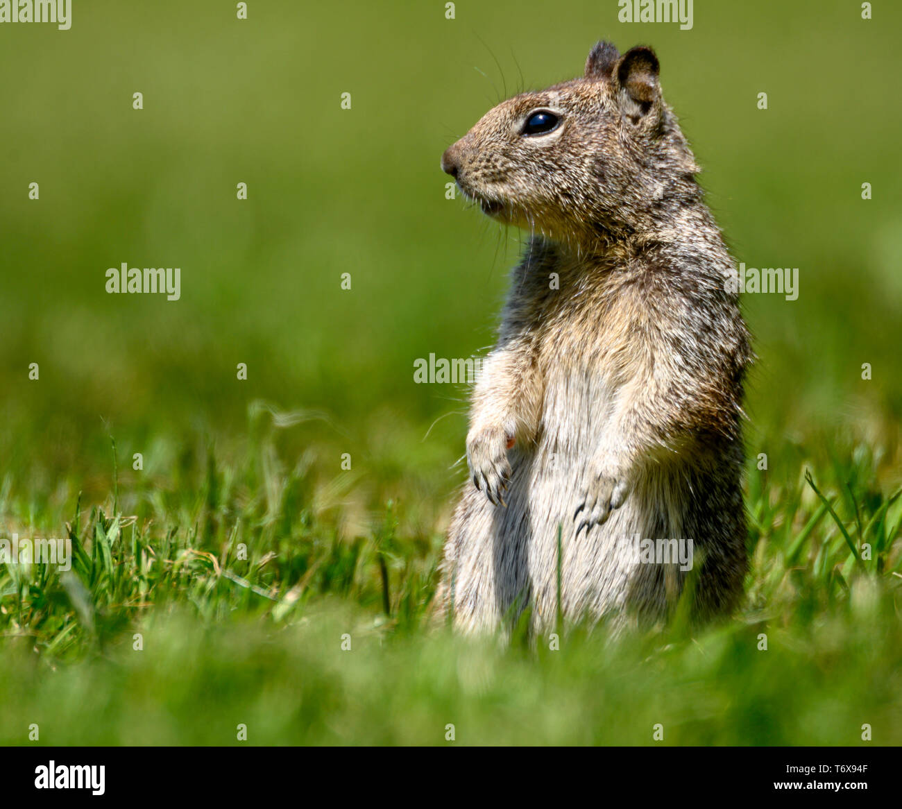 Elkton, OREGON, USA. 2nd May, 2019. A California ground squirrel feeds ...
