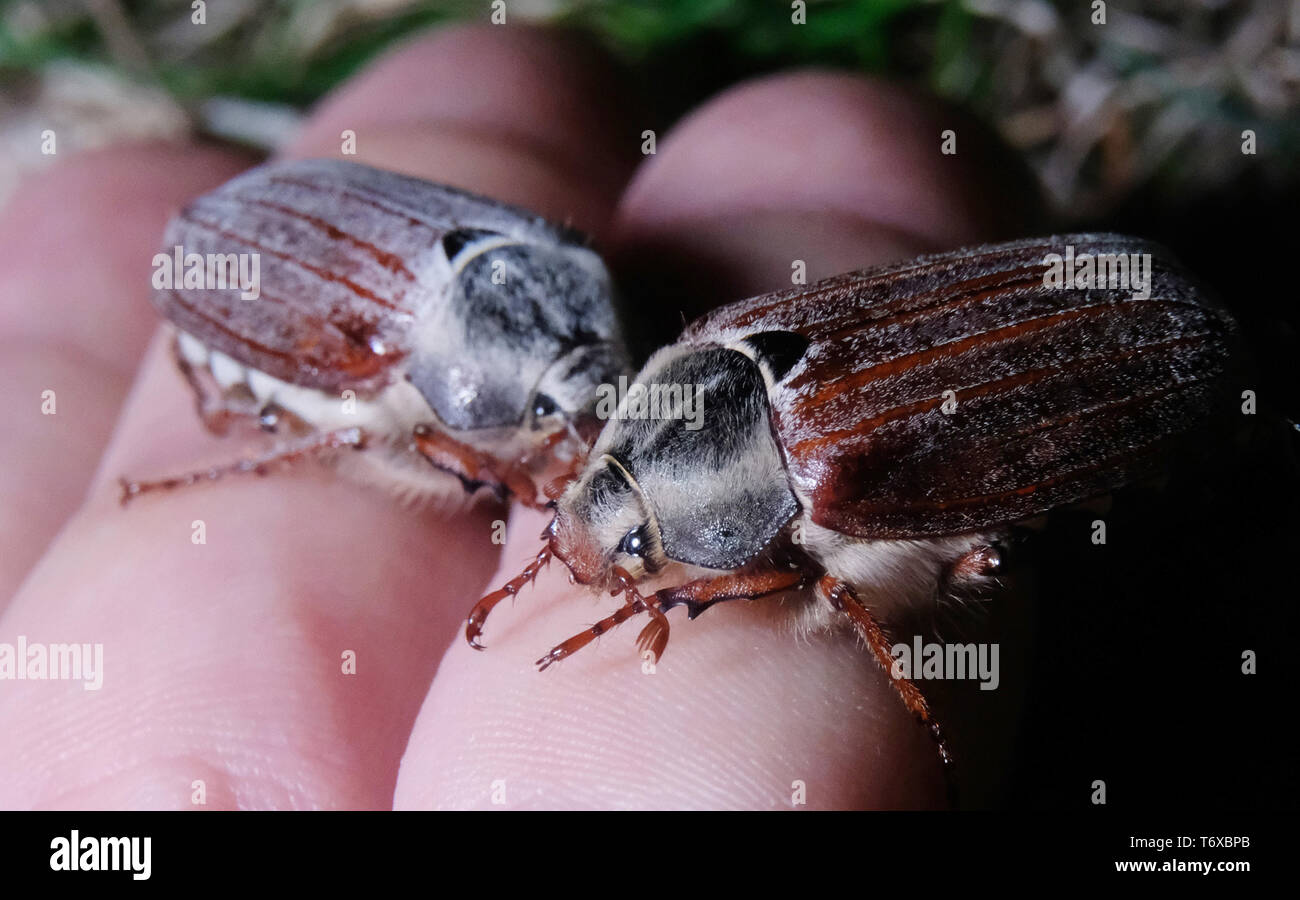 Leipzig, Germany. 02nd May, 2019. May bug on the fingers of a hand in a ...