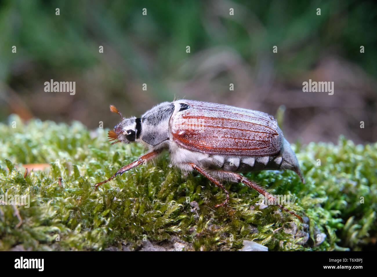 Leipzig, Germany. 02nd May, 2019. A cockchafer on a moss surface in a ...
