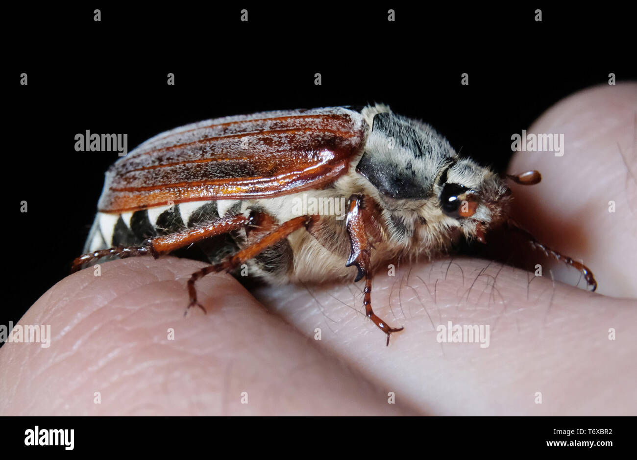 Rare seen insects hi-res stock photography and images - Alamy
