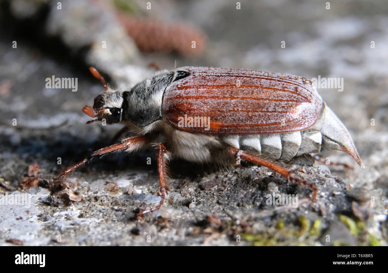 1960s insects hi-res stock photography and images - Alamy