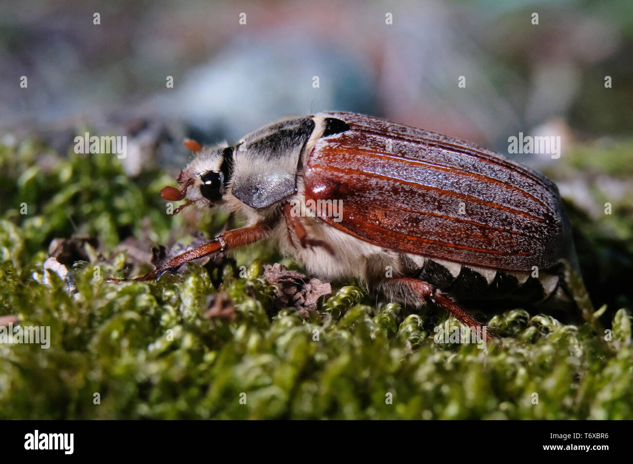 1960s insects hi-res stock photography and images - Alamy