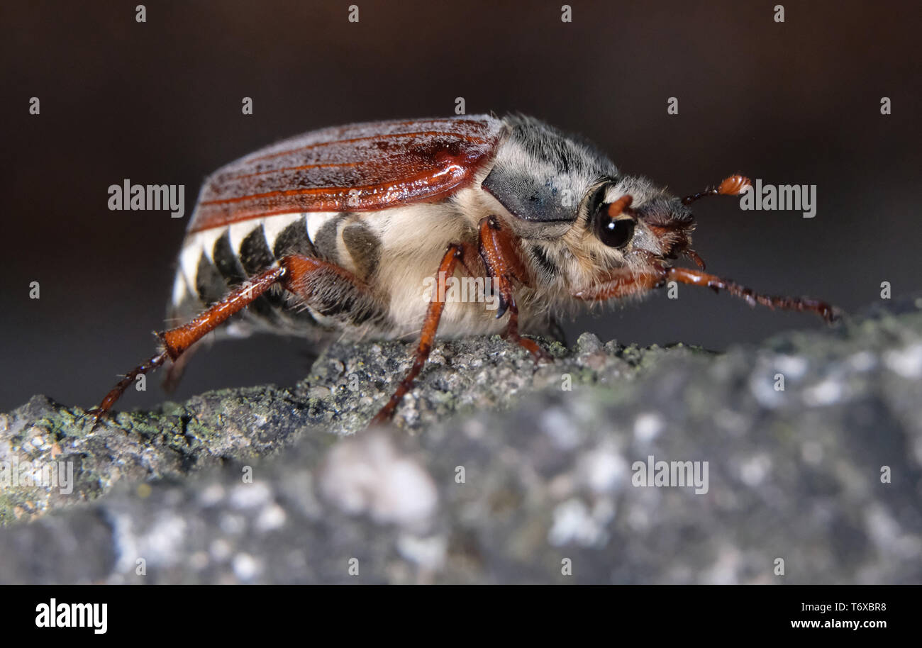 1960s insects hi-res stock photography and images - Alamy