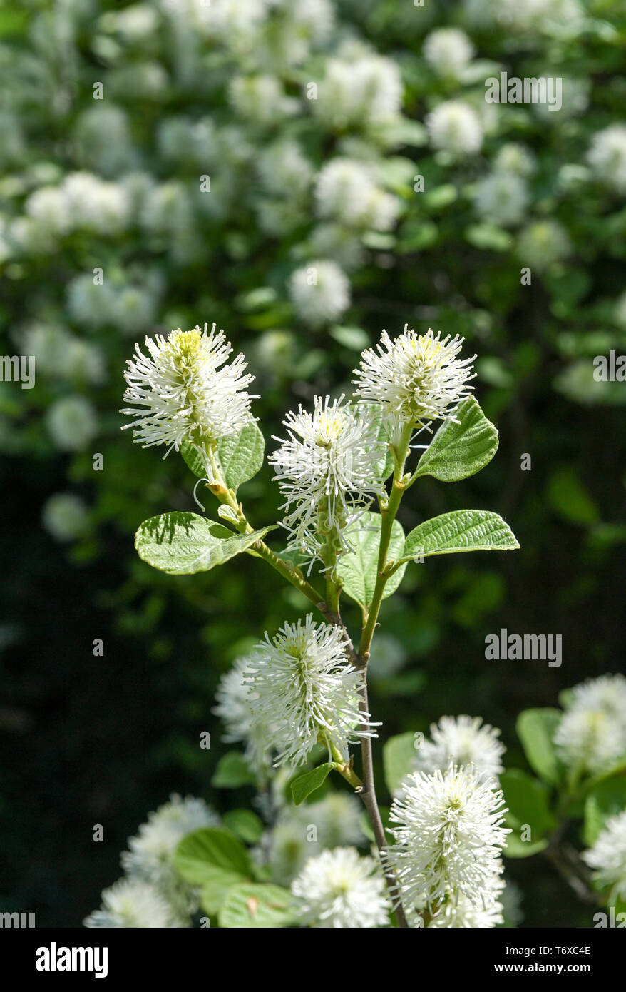 Berlin, Germany. 30th Apr, 2019. Flowers on a large feather bush ...