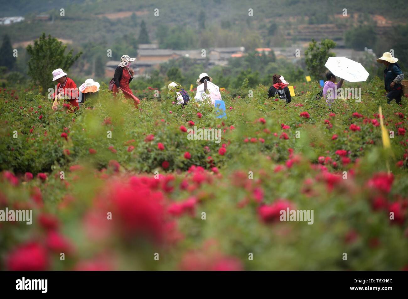 Yunnan, China's Yunnan Province. 3rd May, 2019. Visitors pick roses at ...