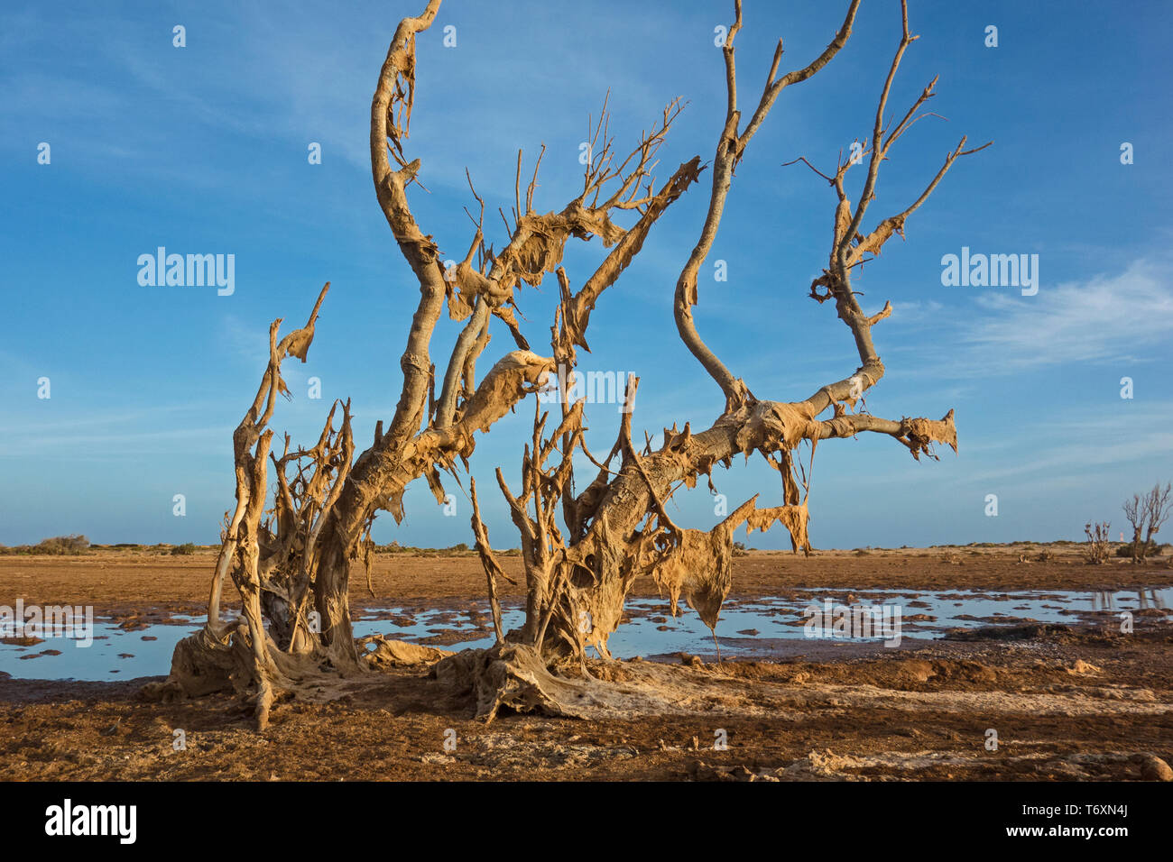 Dead vegetation hi-res stock photography and images - Alamy