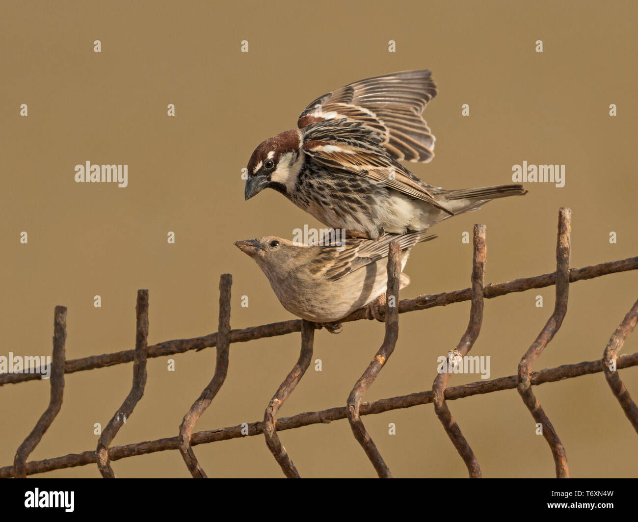 Pair of Spanish Sparrows (Passer hispaniolensis) mating, Boa Vista ...
