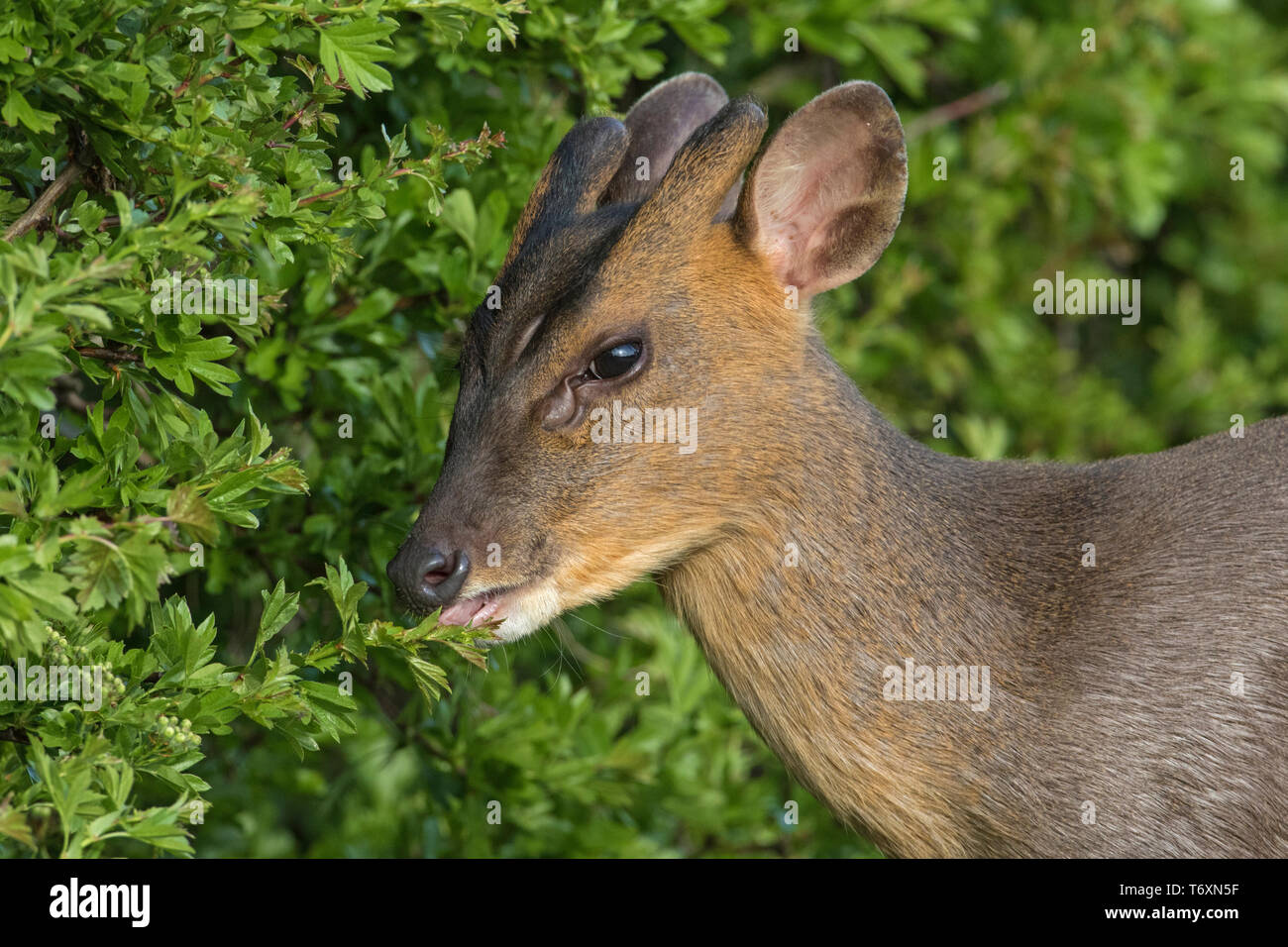 Muntjac deer uk hi-res stock photography and images - Alamy