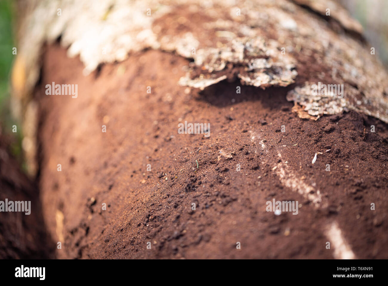 Closeup of damaged bark and wood caused by bark beetle - Scolytinae ...