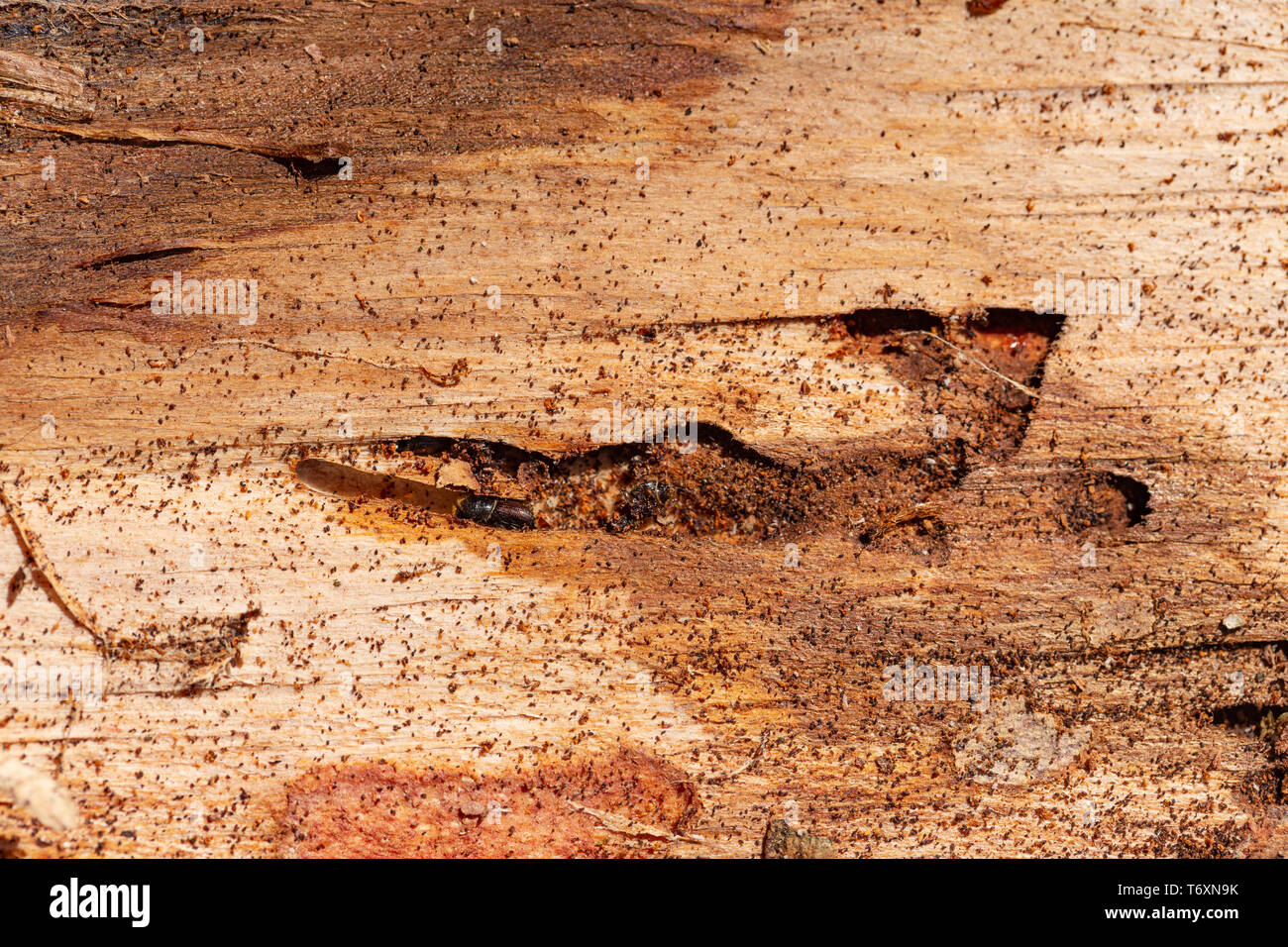 Closeup of damaged bark and wood caused by bark beetle - Scolytinae ...
