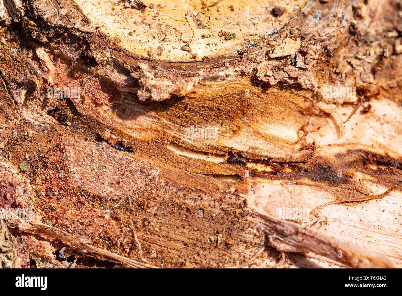 Closeup of damaged bark and wood caused by bark beetle - Scolytinae ...