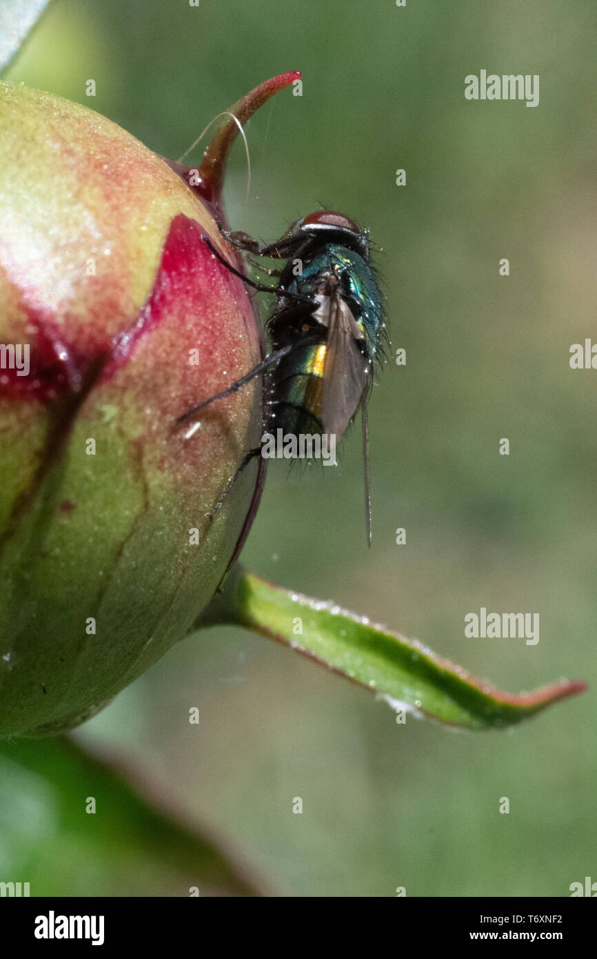 Green bottle fly on Peony flower bud - insect crawling on green paeony ...