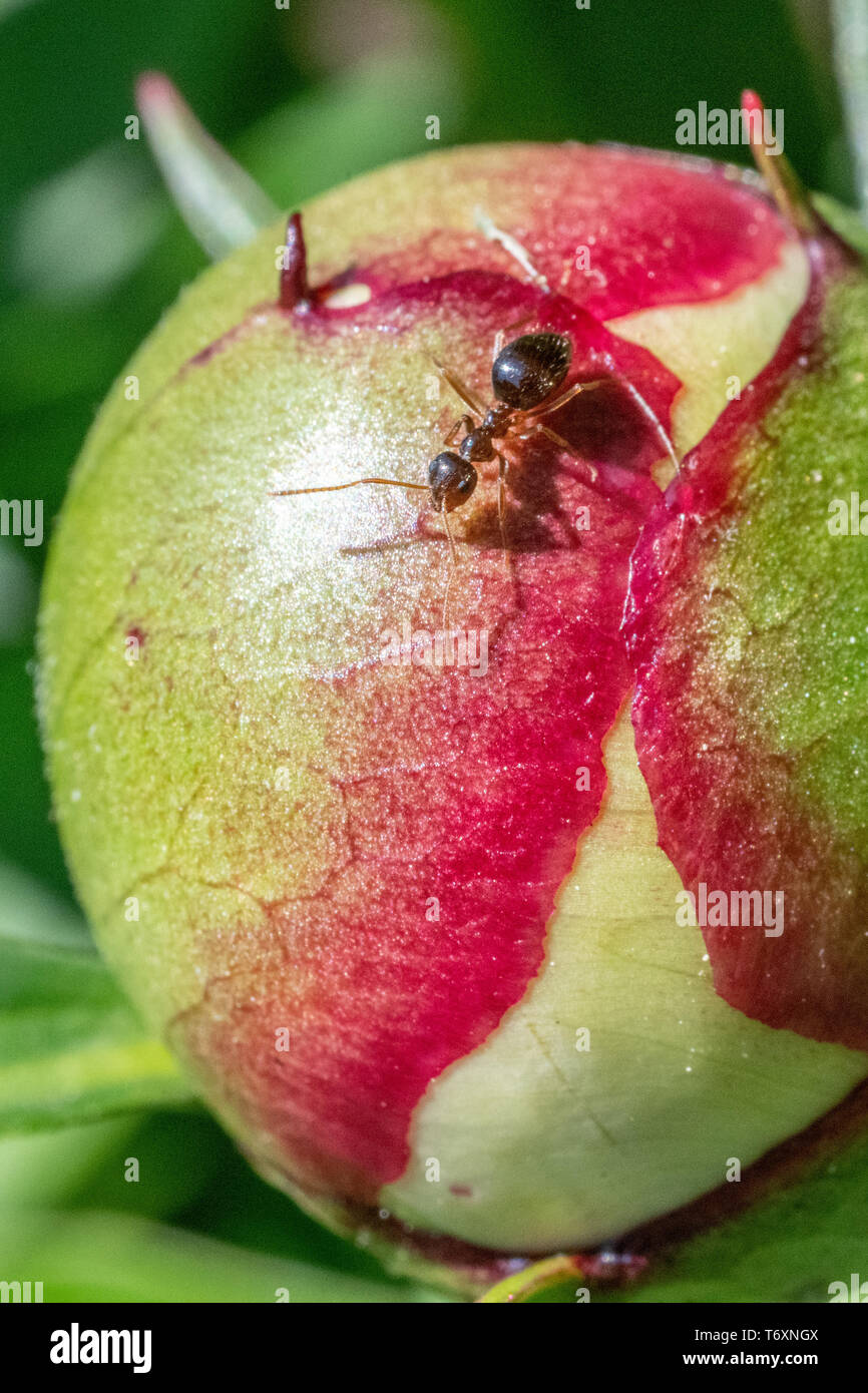 Peony and ant hi-res stock photography and images - Alamy
