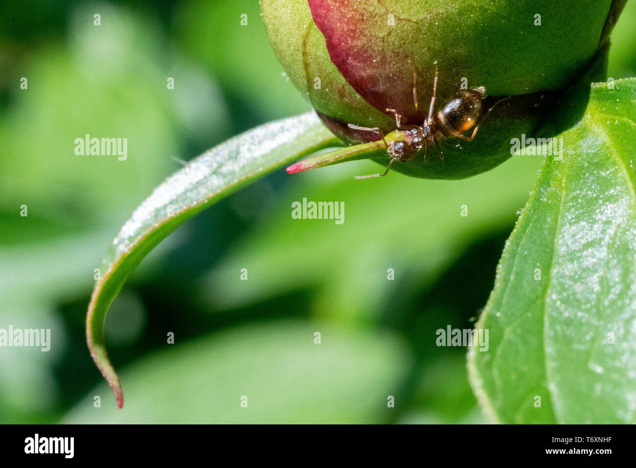 Peony flower bud with ants crawling - green paeony bud with magenta ...