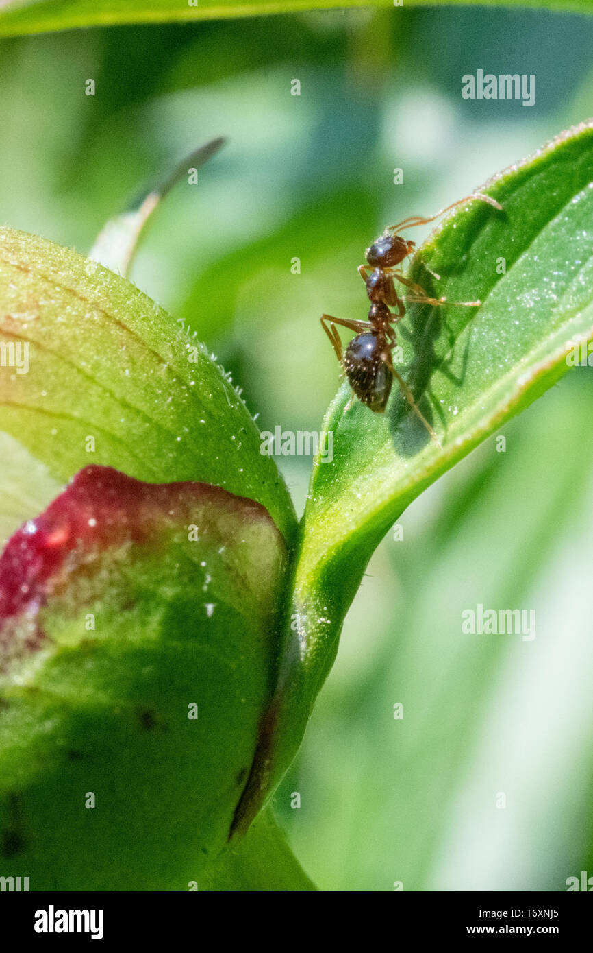 Peony flower bud with ants crawling - green paeony bud with magenta ...